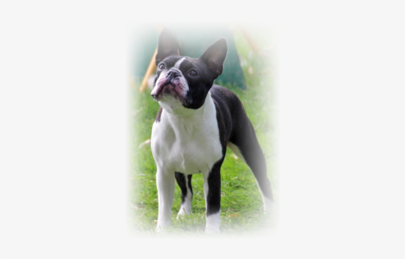 Download Boston Terrier | Transparent PNG Download | SeekPNG