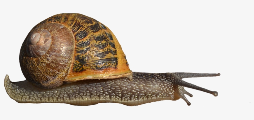 Snail By Frankandcarystock - Sule Lamido For President 2019 PNG Image ...
