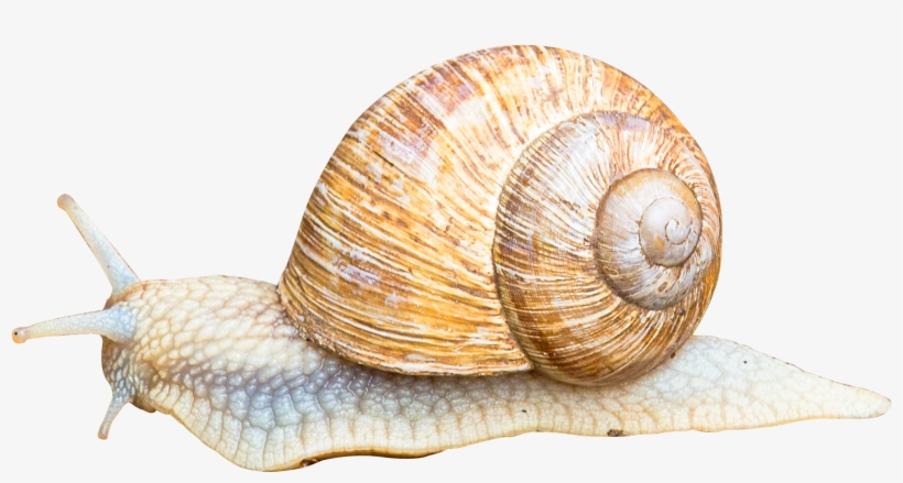 Snail Png PNG Image | Transparent PNG Free Download on SeekPNG