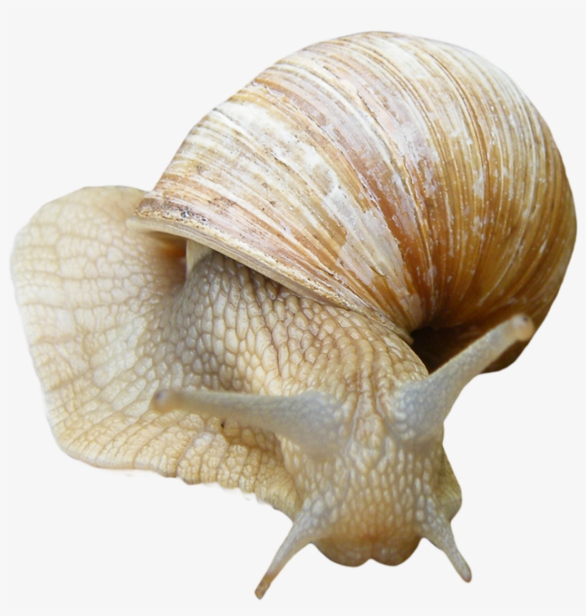 Snail Png - Sea Snail Png PNG Image | Transparent PNG Free Download on ...