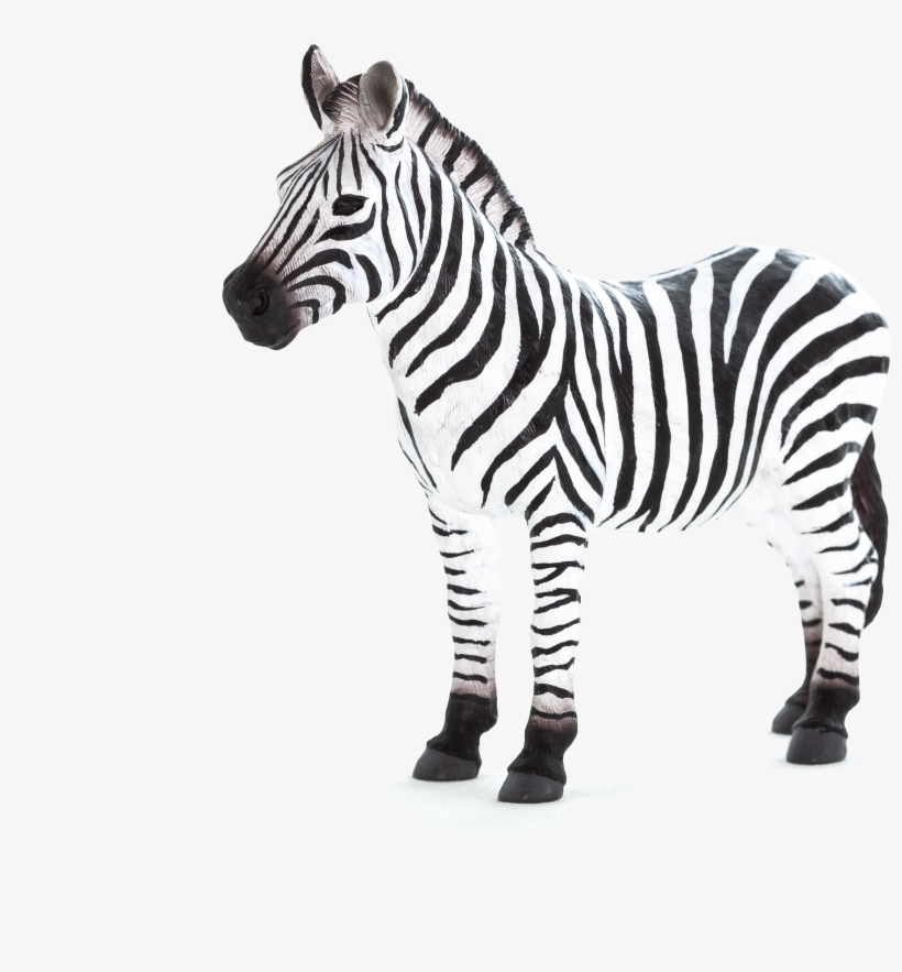 Ingilizce Zebra PNG Image | Transparent PNG Free Download on SeekPNG