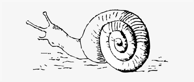 Free Vector Snail Clip Art - Snail Clip Art PNG Image | Transparent PNG ...