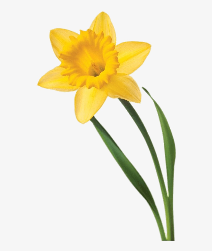 Single Daffodil - Welsh Daffodil PNG Image | Transparent PNG Free ...