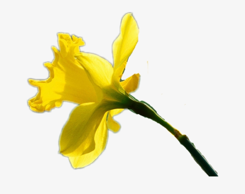 Narcissus PNG Image | Transparent PNG Free Download on SeekPNG