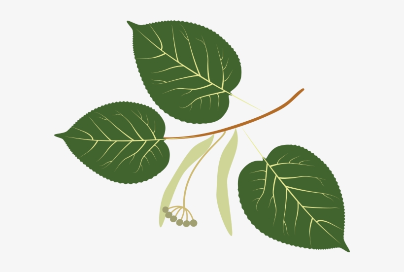 Linden - Beech PNG Image | Transparent PNG Free Download on SeekPNG