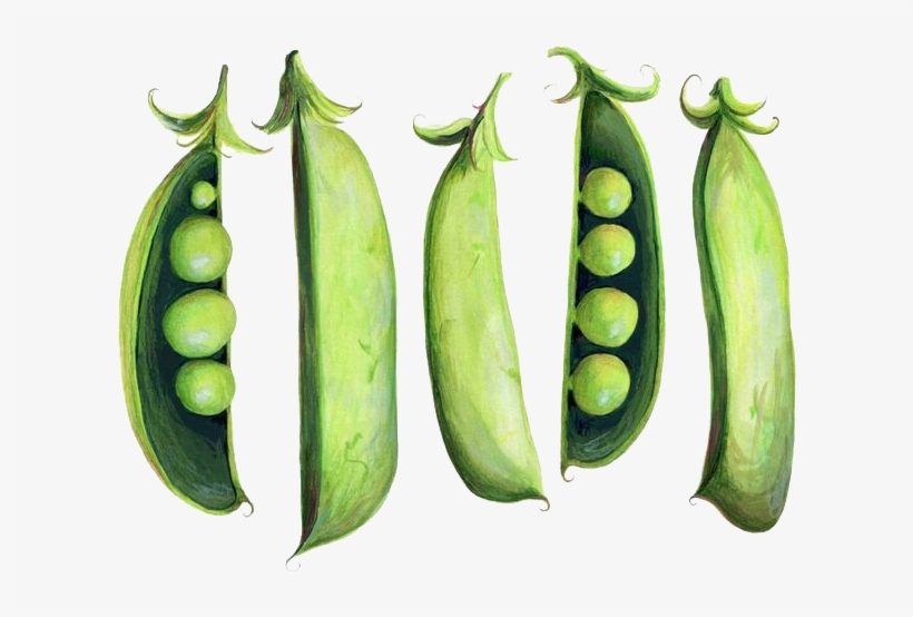 Green Beans Drawing