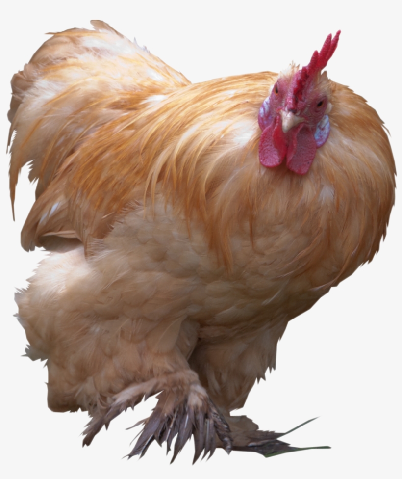 Transparent Rooster Real - Rooster With Transparent Background PNG ...