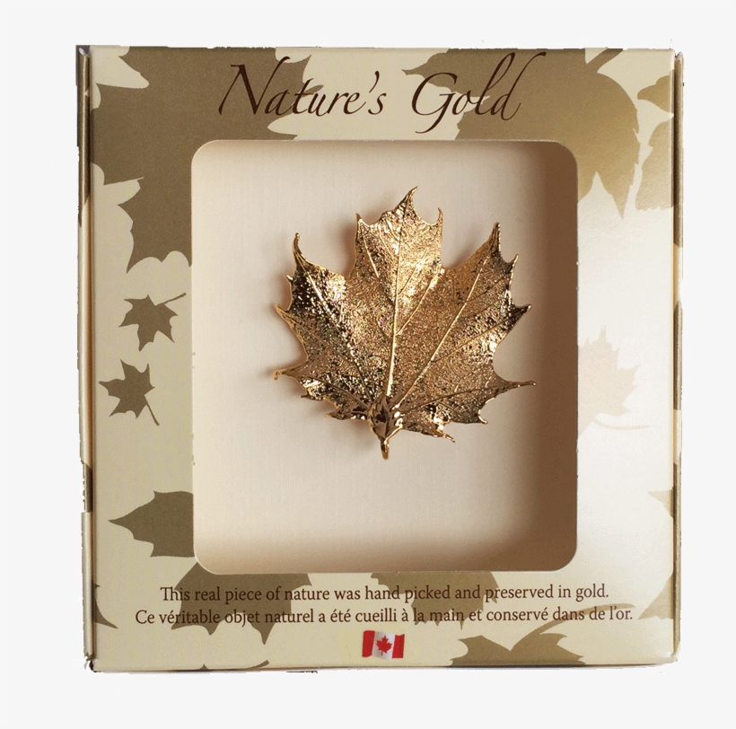 Maple Leaf Brooch - Bronze Canadian Maple Leaf Brooches PNG Image ...