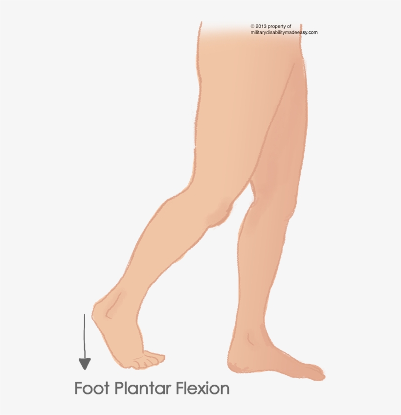Plantar Flexion Of The Foot 4 - Thigh To Foot PNG Image | Transparent ...