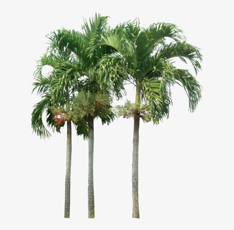 A Collection Of Tropical Plant Images With Transparent - Palm Trees ...