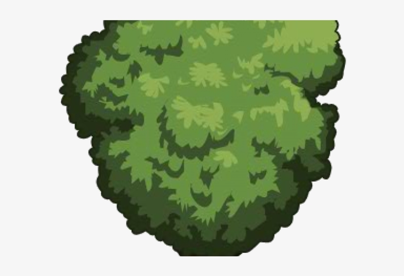 Tamarind Tree PNG Image | Transparent PNG Free Download on SeekPNG