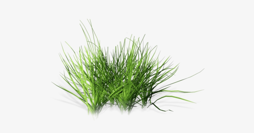 Cgi, Grasses, Projects To Try, Trees, Landscape Design, - Plants PNG ...