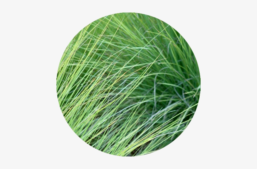 Native-grasses - Grasses PNG Image | Transparent PNG Free Download on ...