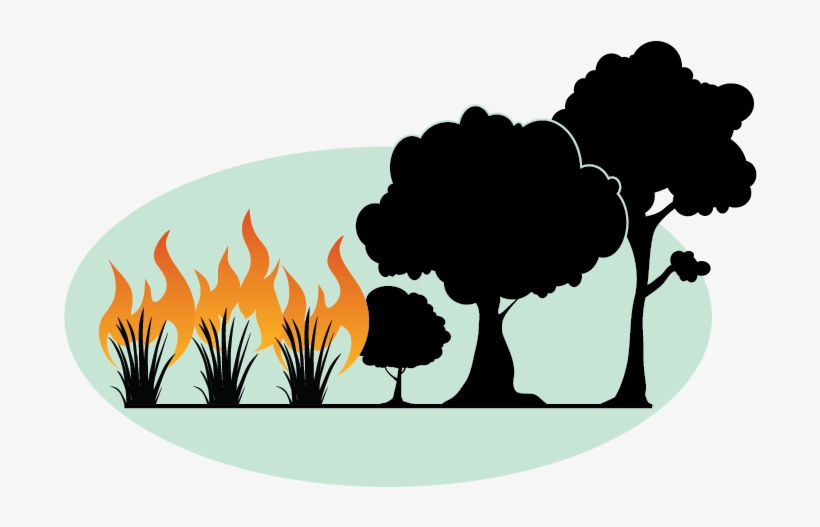 The Grass-fire Cycle On Pacific Islands PNG Image | Transparent PNG ...
