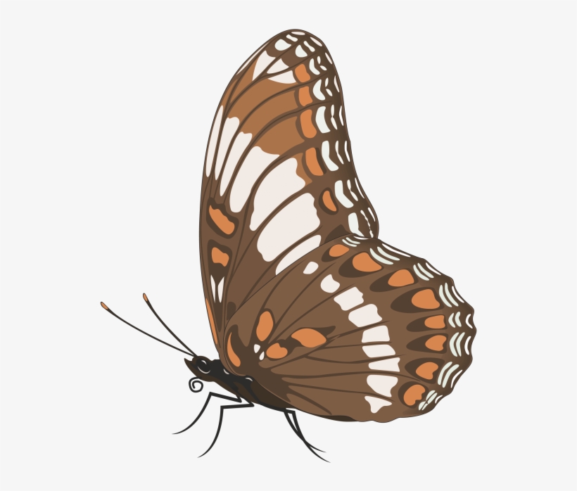 Flying Insects, Insect, Nature, Animal Free Png And - Many Insects Are ...