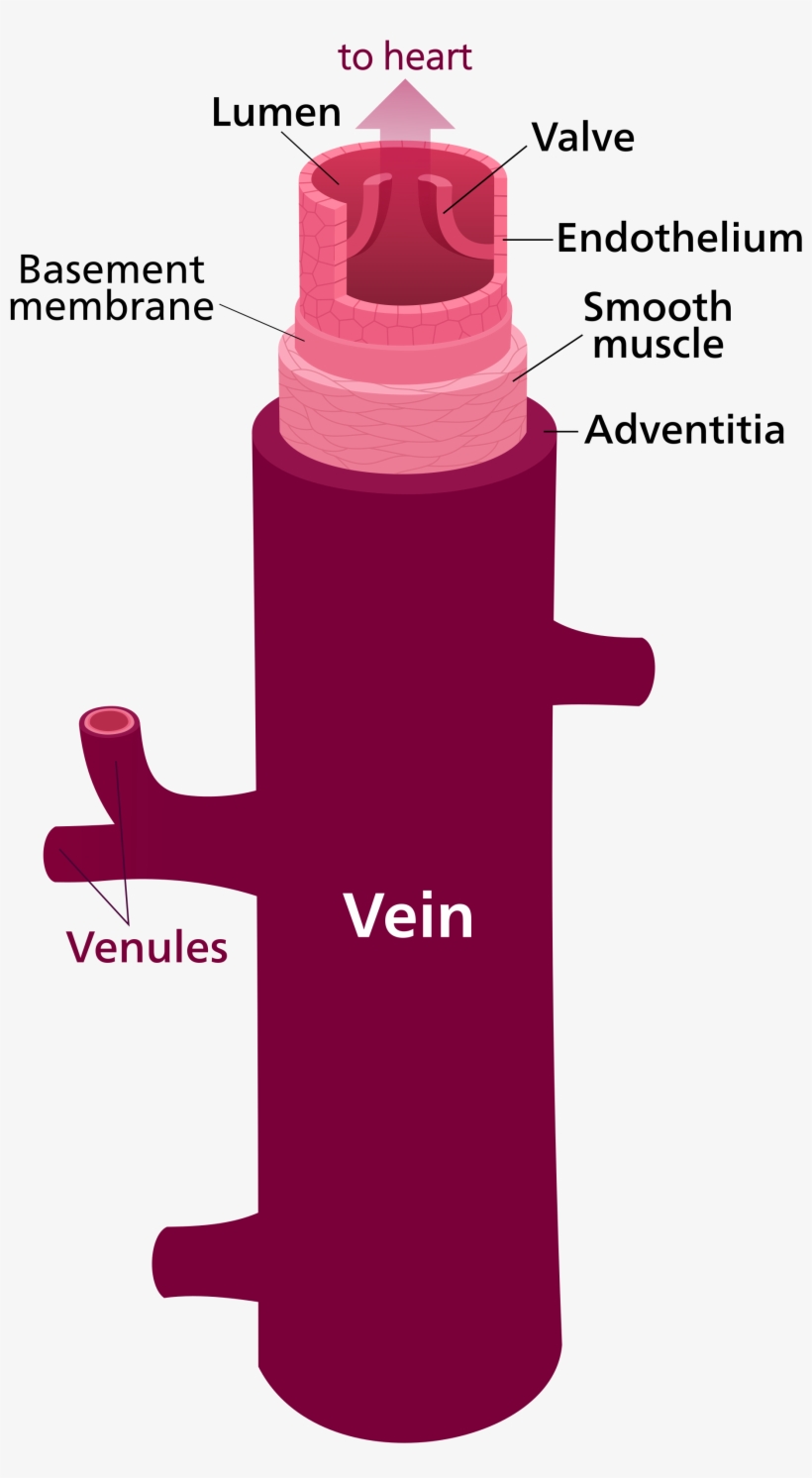 Vein - Veins Structure PNG Image | Transparent PNG Free Download on SeekPNG