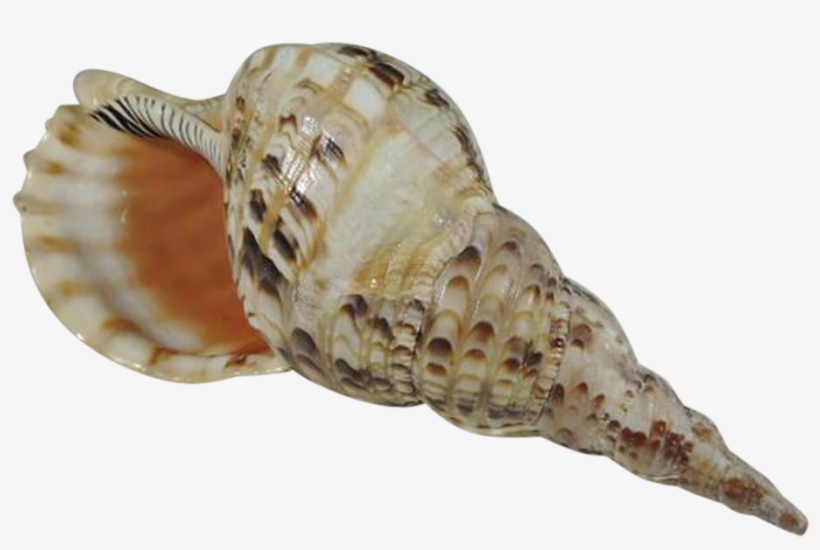 Download Conch Png - Conch Shell No Background | Transparent PNG ...