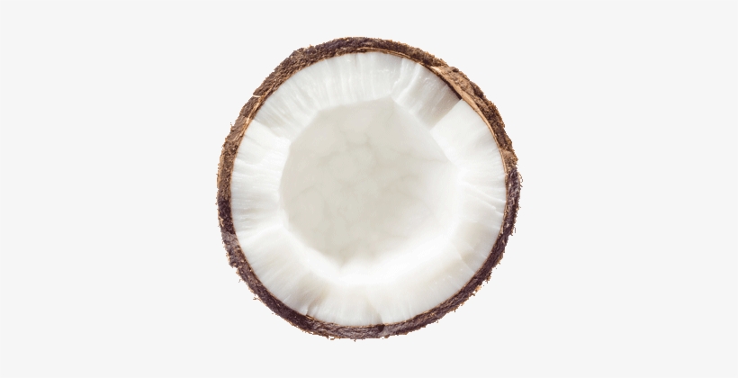 Hawaii Island Destination Carousel Coconut - Coconut Png Top View PNG ...