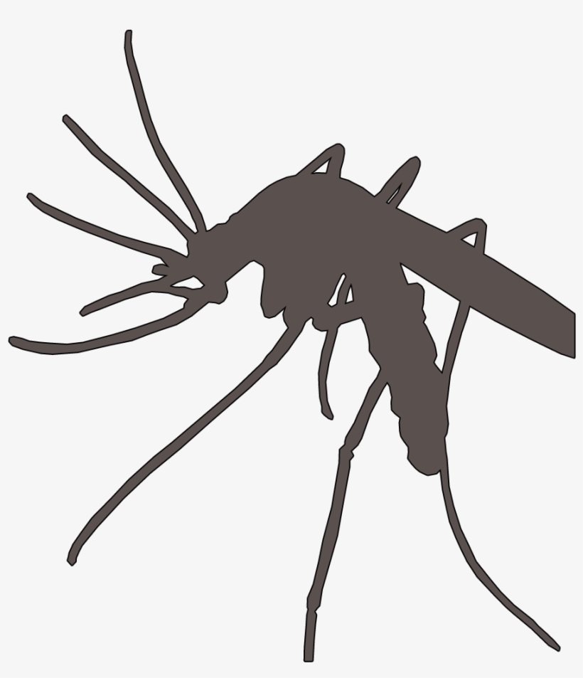 Plasmodium Vector Anopheles Mosquito - Mosquito Malaria Png PNG Image ...