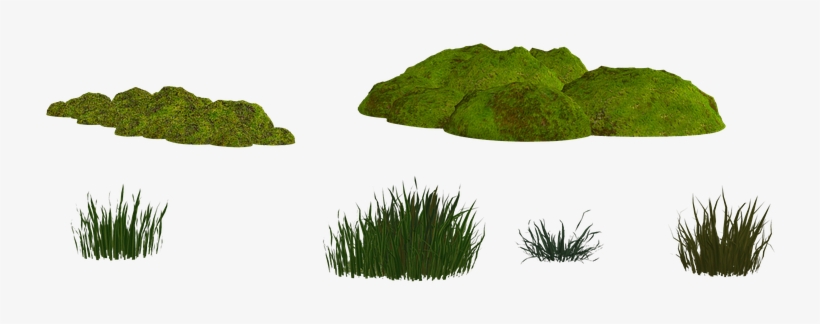 Download Moss, Png, Isolated, Green - Moss Png Transparent Background ...