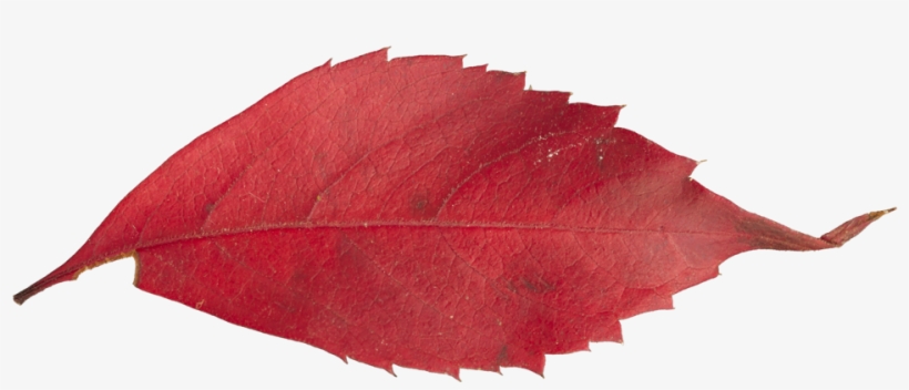 We Used Simple Leaf Texture From Cgtextures - Leaf PNG Image ...