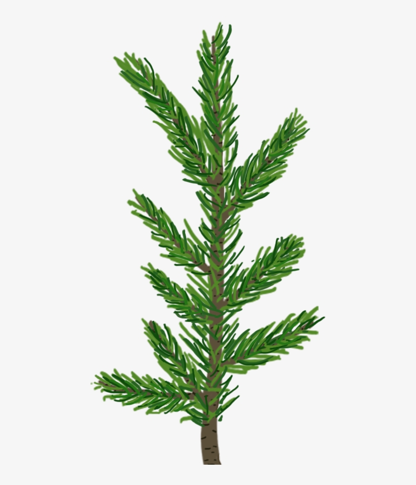 Pine Leaf Png - Pine Tree Leaf Transparent PNG Image | Transparent PNG ...