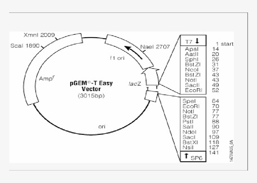 Pgem ® -t Easy Vector Circle Map - Pgem T Easy Vector PNG Image ...