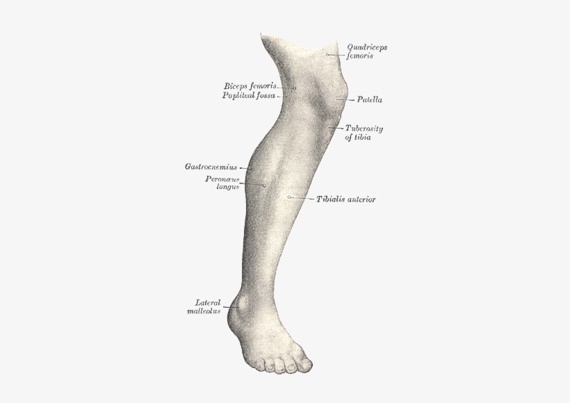 Muscle Shadows - Extensor Surface Of Leg PNG Image | Transparent PNG ...