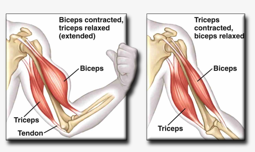 Quadriceps And Hamstrings