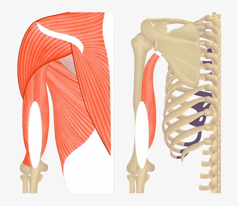 Featured Image Featured Image Showing Two Views Of - Tricep Brachii ...