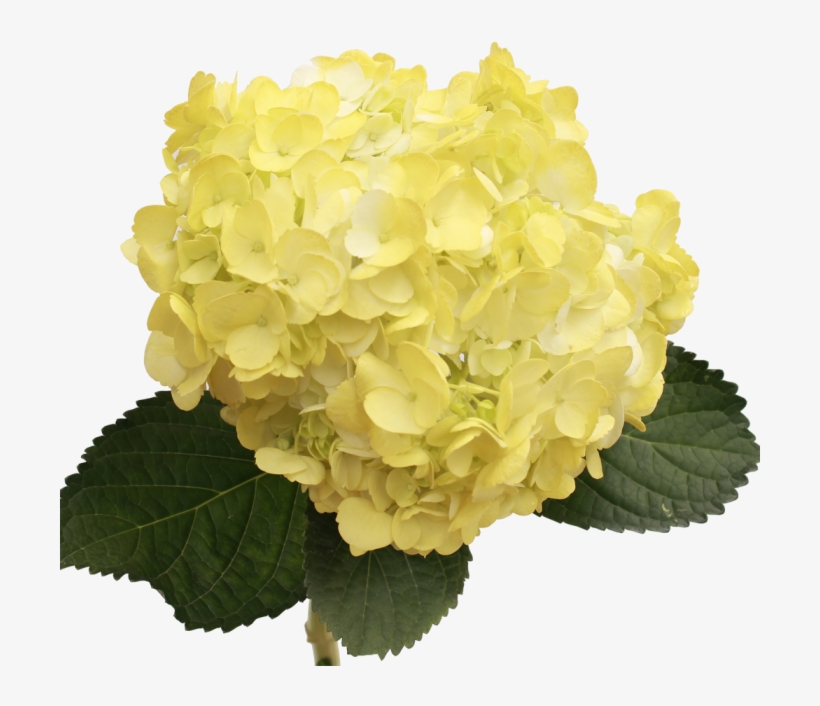 Hydrangea PNG Image | Transparent PNG Free Download on SeekPNG
