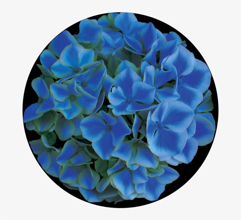 Blue Hydrangea - Apollo Blue Hydrangea Glass Gobo Cs-0144 PNG Image ...