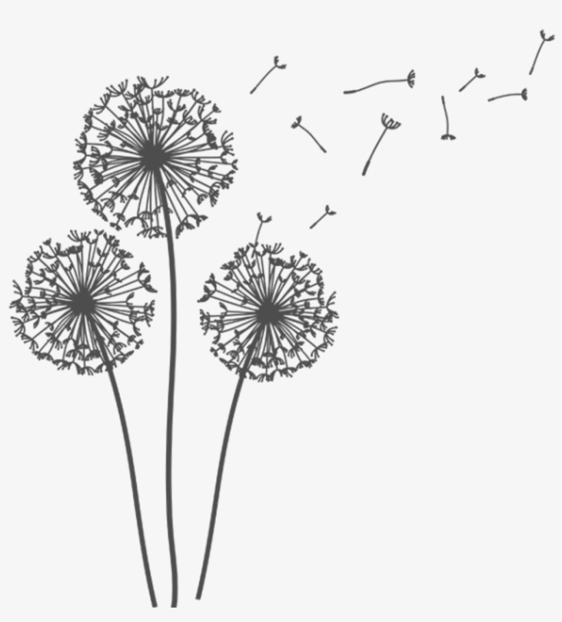 Download Freetoedit 3 Dandelions Dandelionseeds Png Transparentb ...