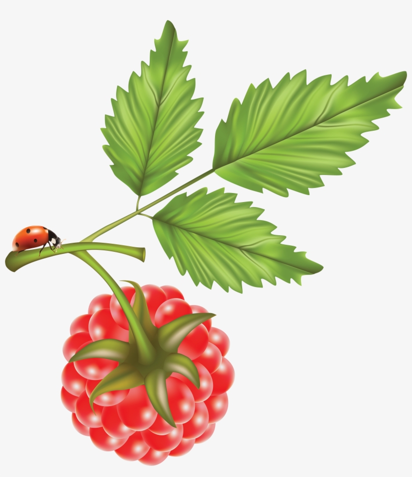 Raspberries, Resolutions, Raspberry - Vector PNG Image | Transparent ...