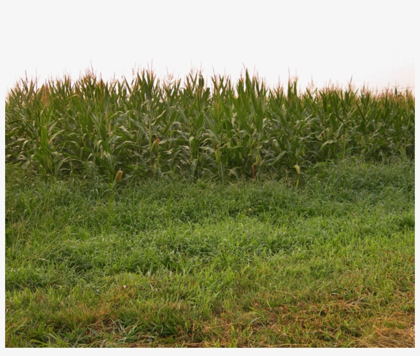 Download Corn Field Png - Cornfield Png | Transparent PNG Download ...