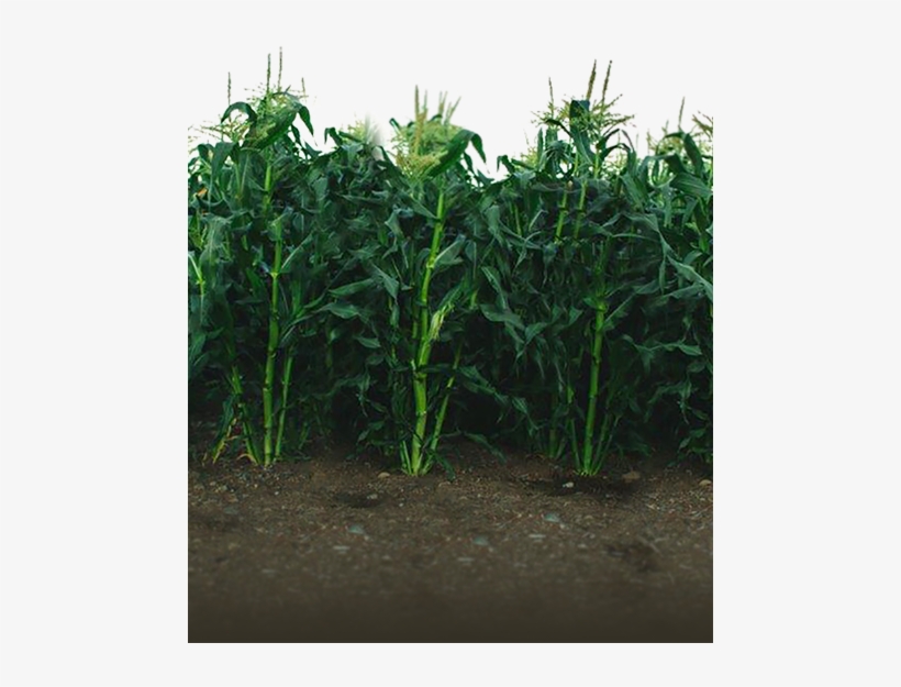 Corn-field - Vancouver Island Farm Products Inc. PNG Image ...