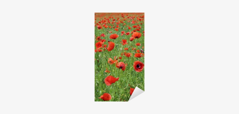 Poppy PNG Image | Transparent PNG Free Download on SeekPNG
