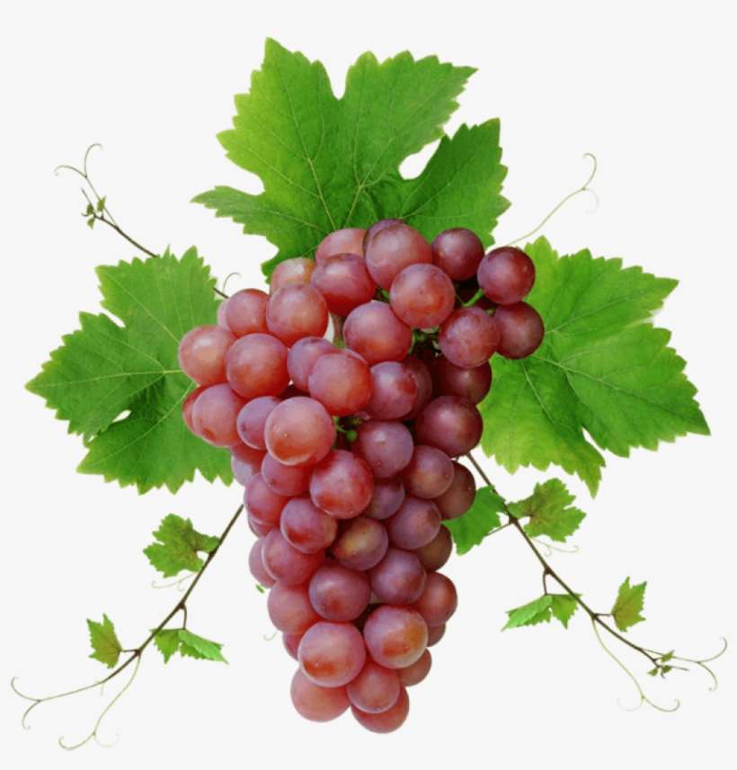 Free Png Grapes Png Images Transparent - Red Grapes Png PNG Image ...