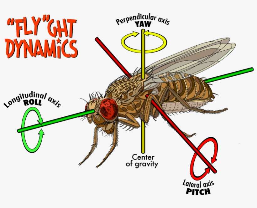 Fruit Fly Flight The - Fly Flies PNG Image | Transparent PNG Free ...