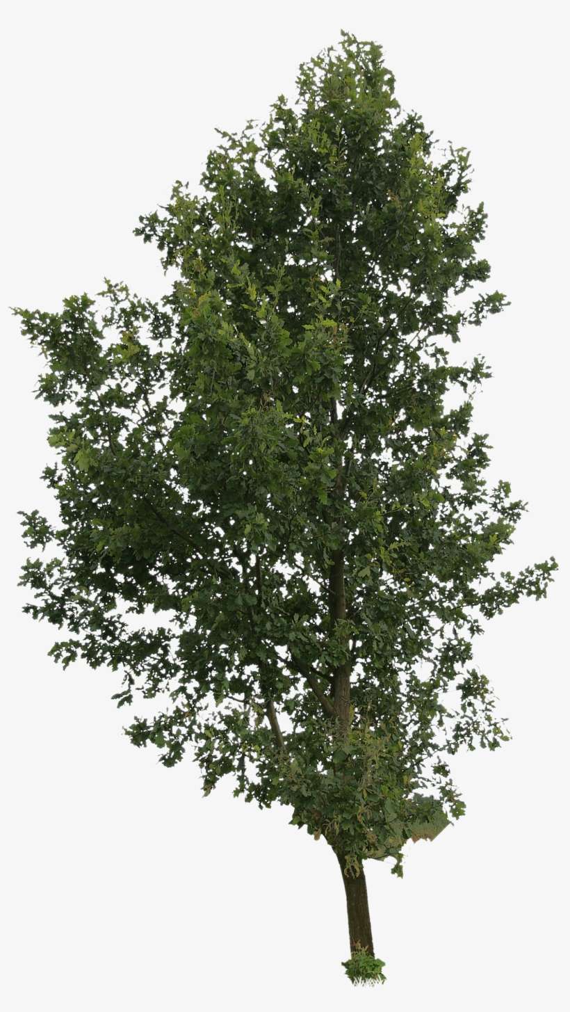 Download Swamp Trees Png - Tree Png Cut Out Trancperency | Transparent ...