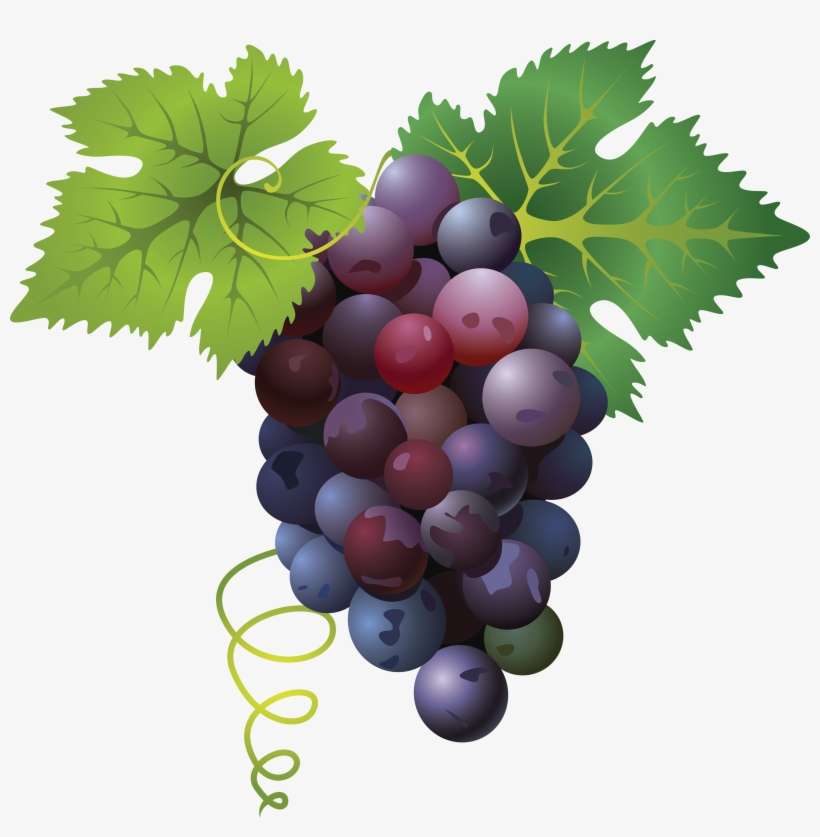 Grape Vine Border Png PNG Image | Transparent PNG Free Download on SeekPNG