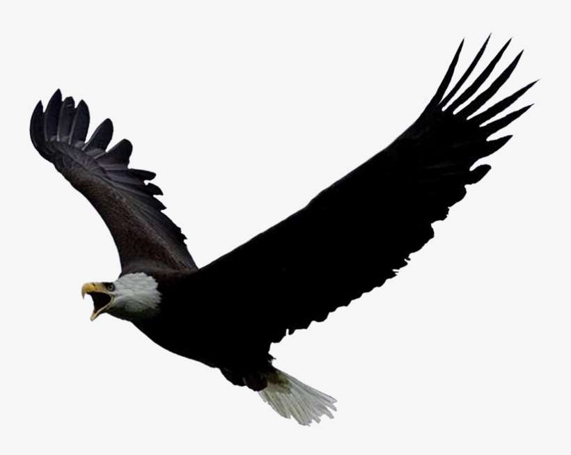 Eagle Transparent Gif