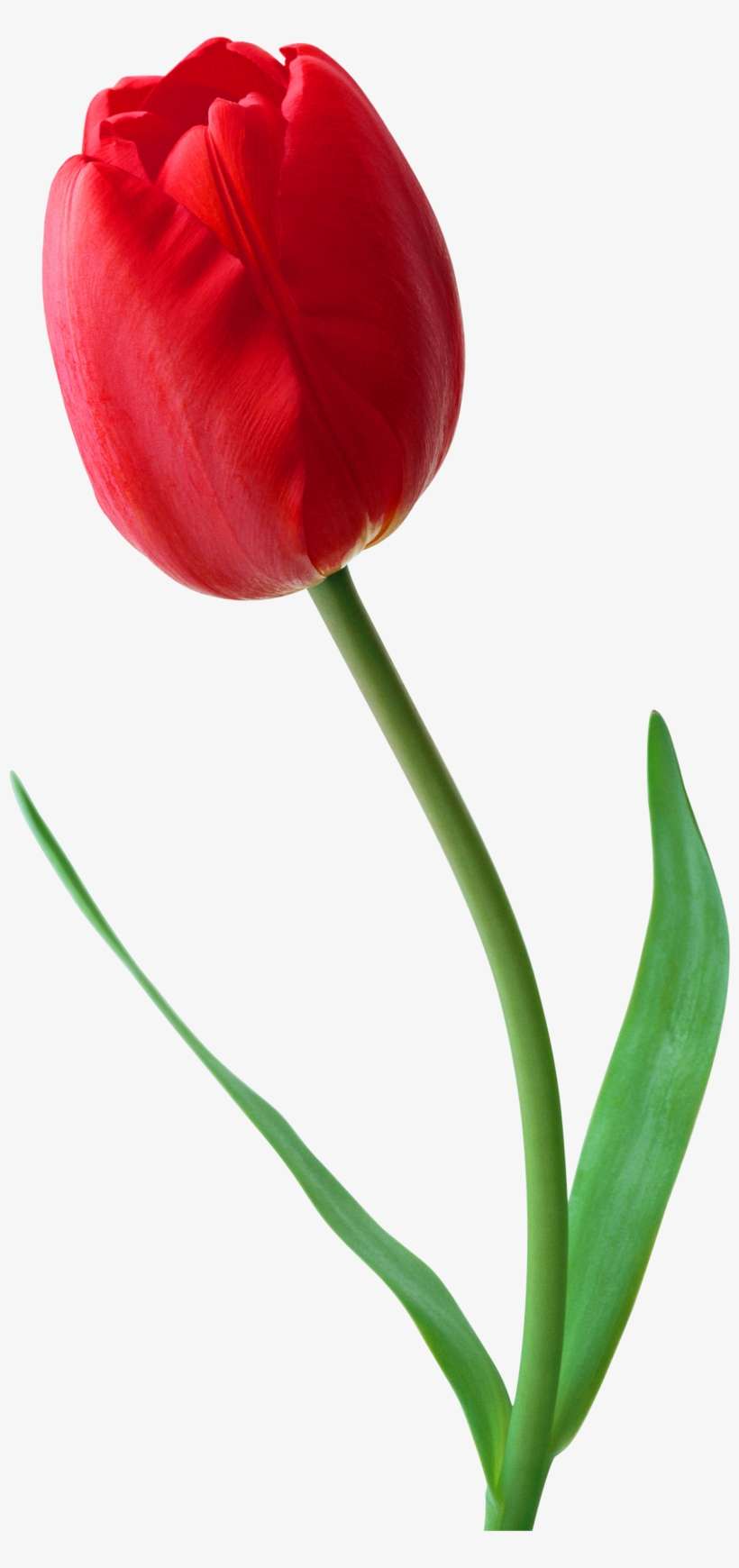 Vector Transparent Stock Large Png Flower Pinterest PNG Image ...