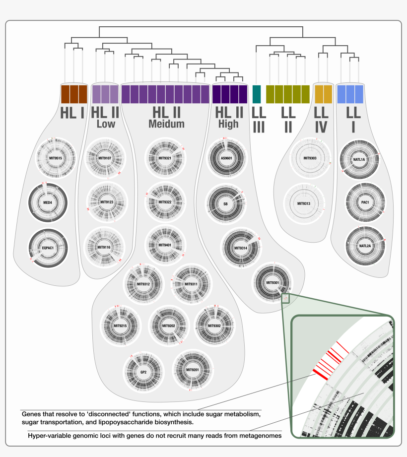 Circle PNG Image | Transparent PNG Free Download on SeekPNG