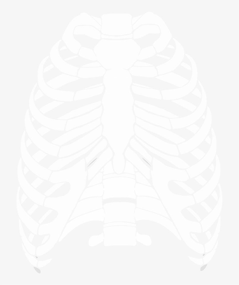Download Rib-cage - Rib Cage | Transparent PNG Download | SeekPNG