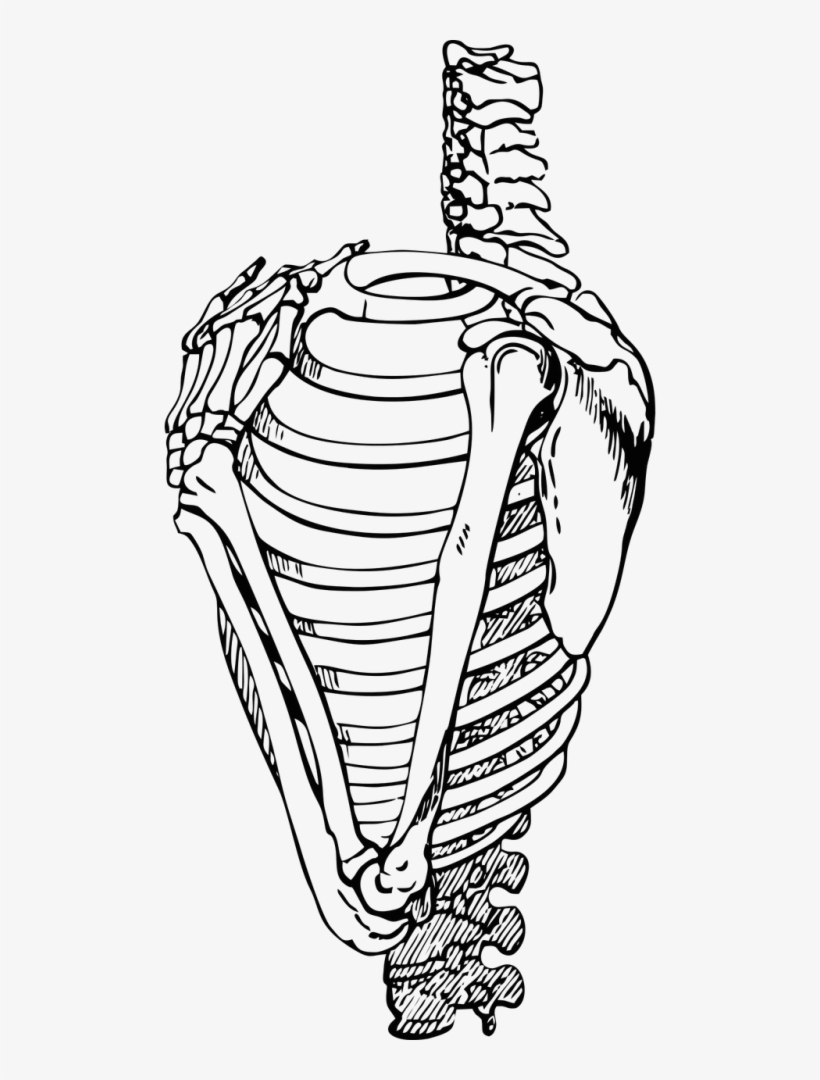 Download Ribs,rib Vector, - Rib Cage Transparent | Transparent PNG ...