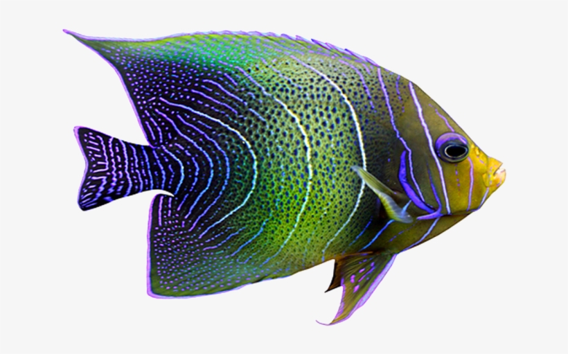 Download Fish - Aquarium Fish | Transparent PNG Download | SeekPNG