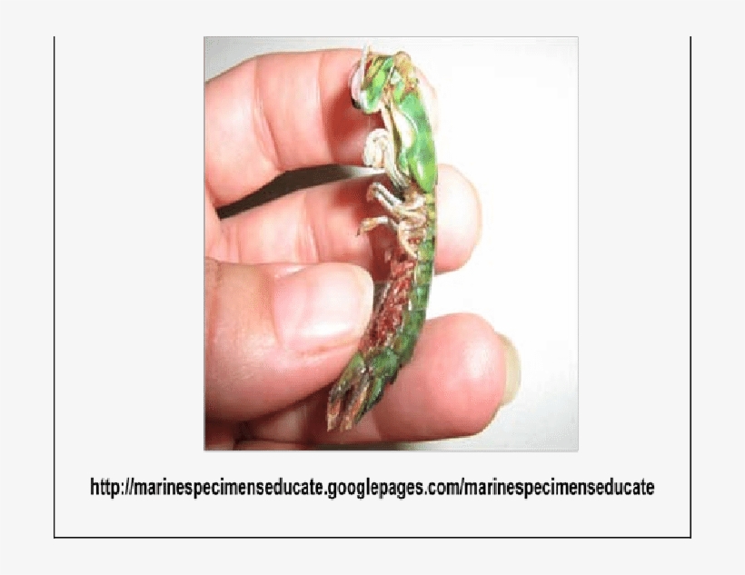 The Mantis Shrimp - University Of California, Berkeley PNG Image ...