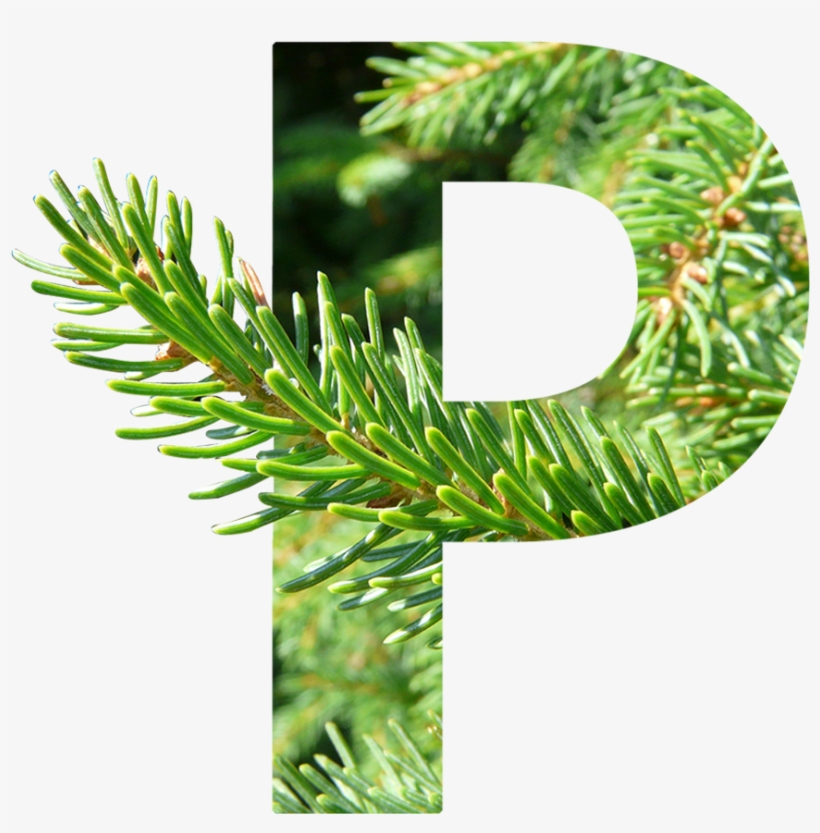 Borēaline® Protect - White Pine PNG Image | Transparent PNG Free ...