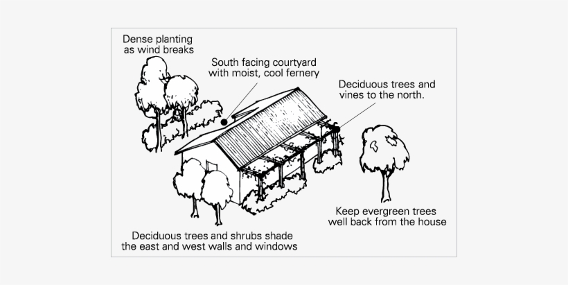 A Diagram Shows How Plants Can Provide Shade And Act - Shade PNG Image ...